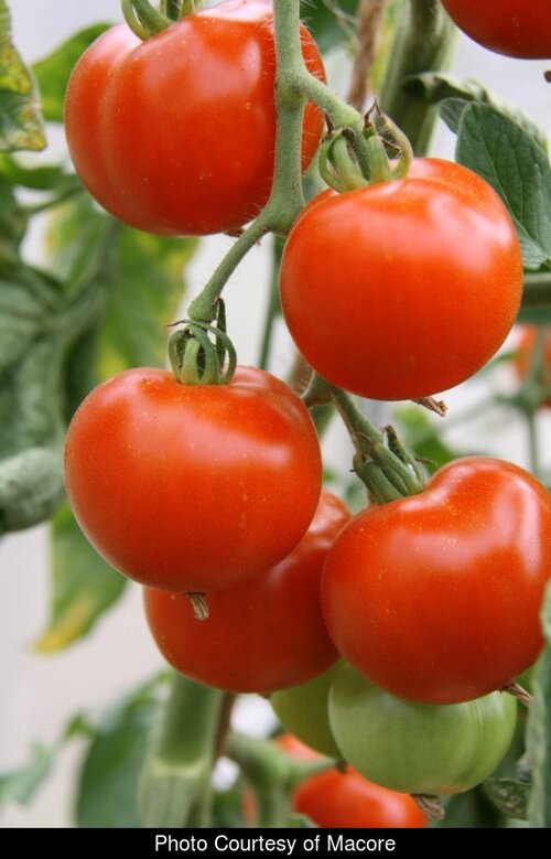 Tomatoes, heirloom and heritage varieties grown in New Zeala | Tomatoes