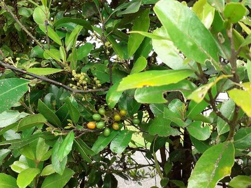 Native plants seeds for trees and shrubs of New Zealand | NZ Natives