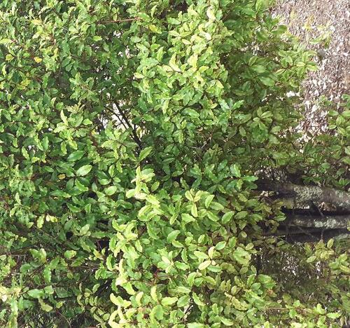 Native plants seeds for trees and shrubs of New Zealand | NZ Natives