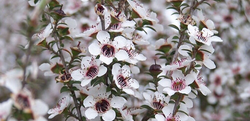 Native plants seeds for trees and shrubs of New Zealand | NZ Natives