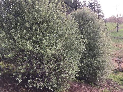 Native plants seeds for trees and shrubs of New Zealand | NZ Natives