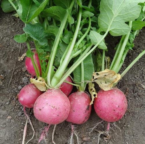 | Root crops