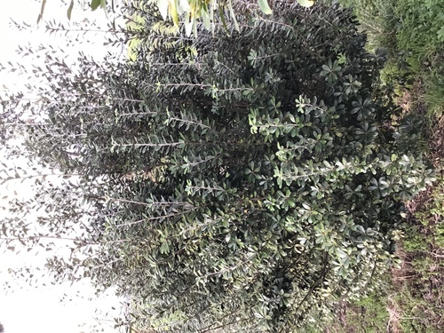 Native plants seeds for trees and shrubs of New Zealand | NZ Natives