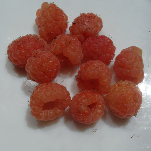 Fruit seeds for growing new trees and shrubs | Fruit