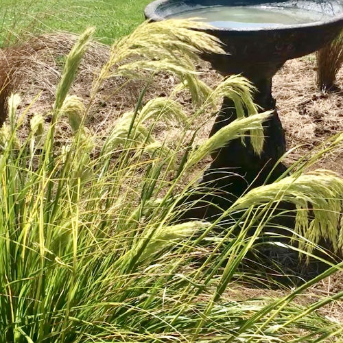 Native plants seeds for trees and shrubs of New Zealand | NZ Natives