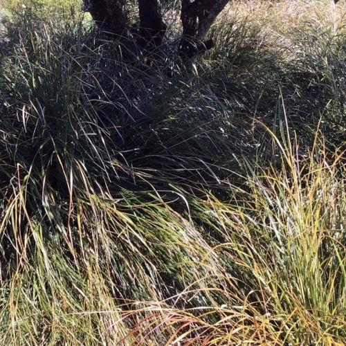 Native plants seeds for trees and shrubs of New Zealand | NZ Natives