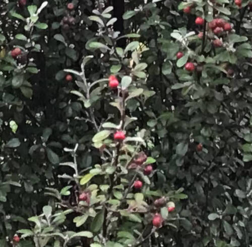 Native plants seeds for trees and shrubs of New Zealand | NZ Natives