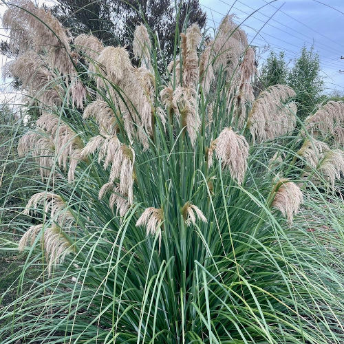 Native plants seeds for trees and shrubs of New Zealand | NZ Natives