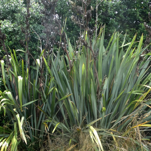 Native plants seeds for trees and shrubs of New Zealand | NZ Natives