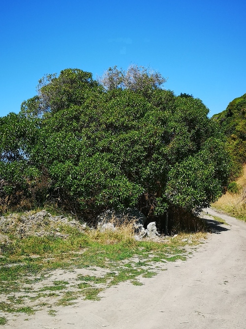 Native plants seeds for trees and shrubs of New Zealand | NZ Natives