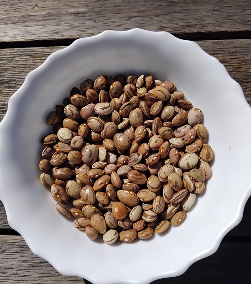 Buy bean seeds | Beans