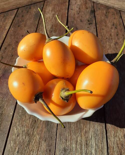 Fruit seeds for growing new trees and shrubs | Fruit