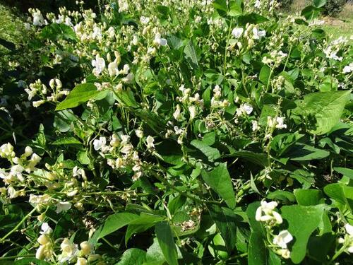 Buy locally grown vegetables seeds | Vegetables